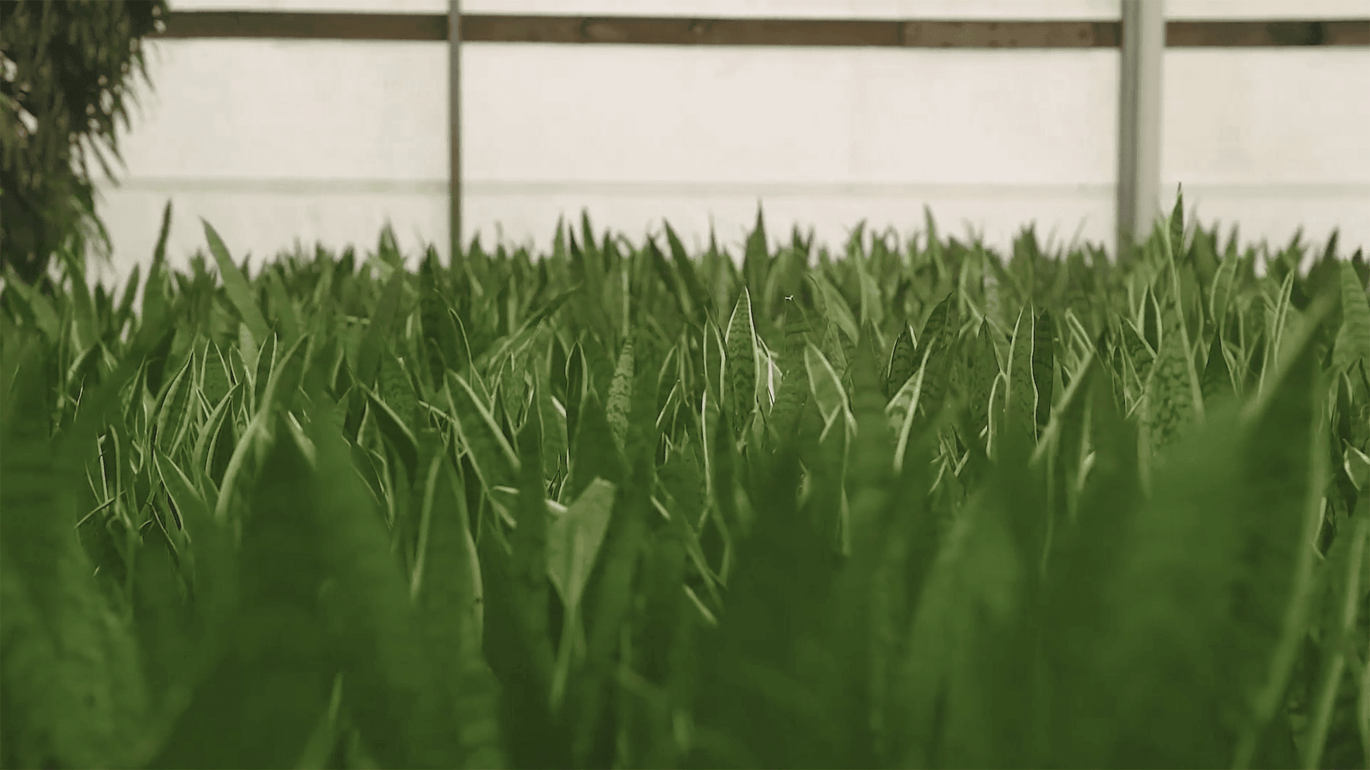 Frenchams - Indoor Plant Hire Sydney, Melbourne, Brisbane & Perth