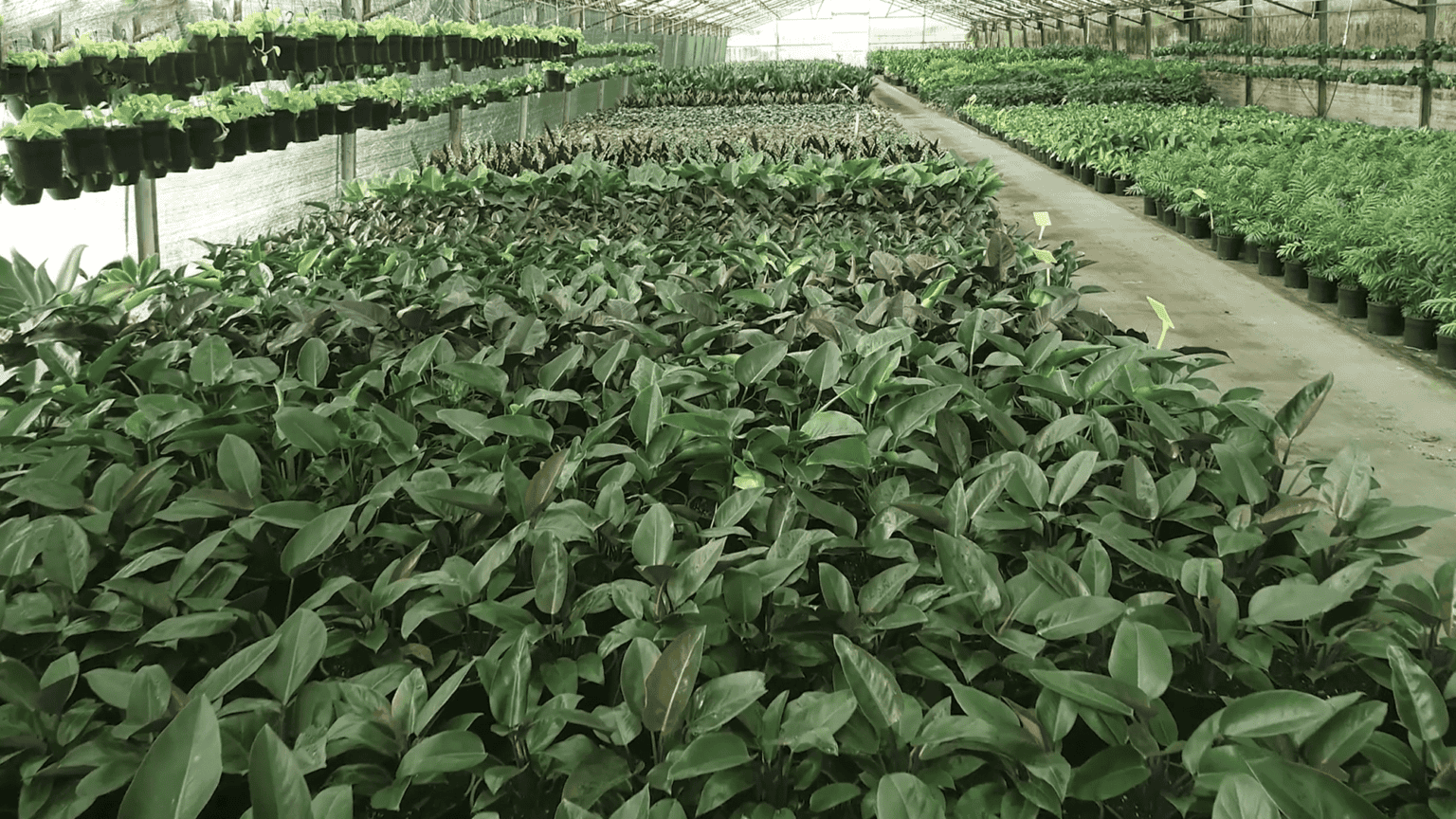 Frenchams - Indoor Plant Hire Sydney, Melbourne, Brisbane & Perth