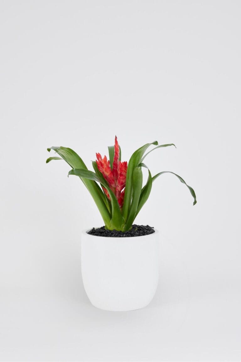 Indoor Desktop Plants for Offices | Frenchams