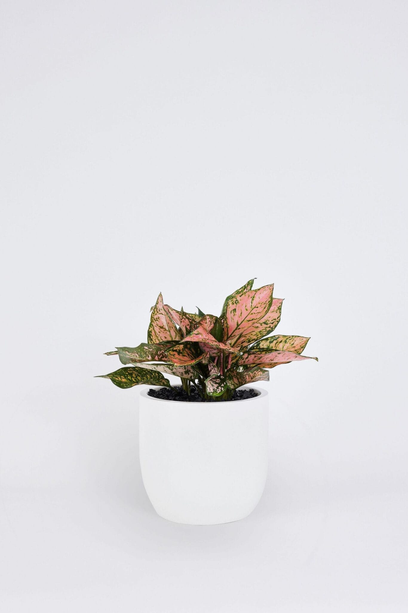 Indoor Desktop Plants for Offices | Frenchams