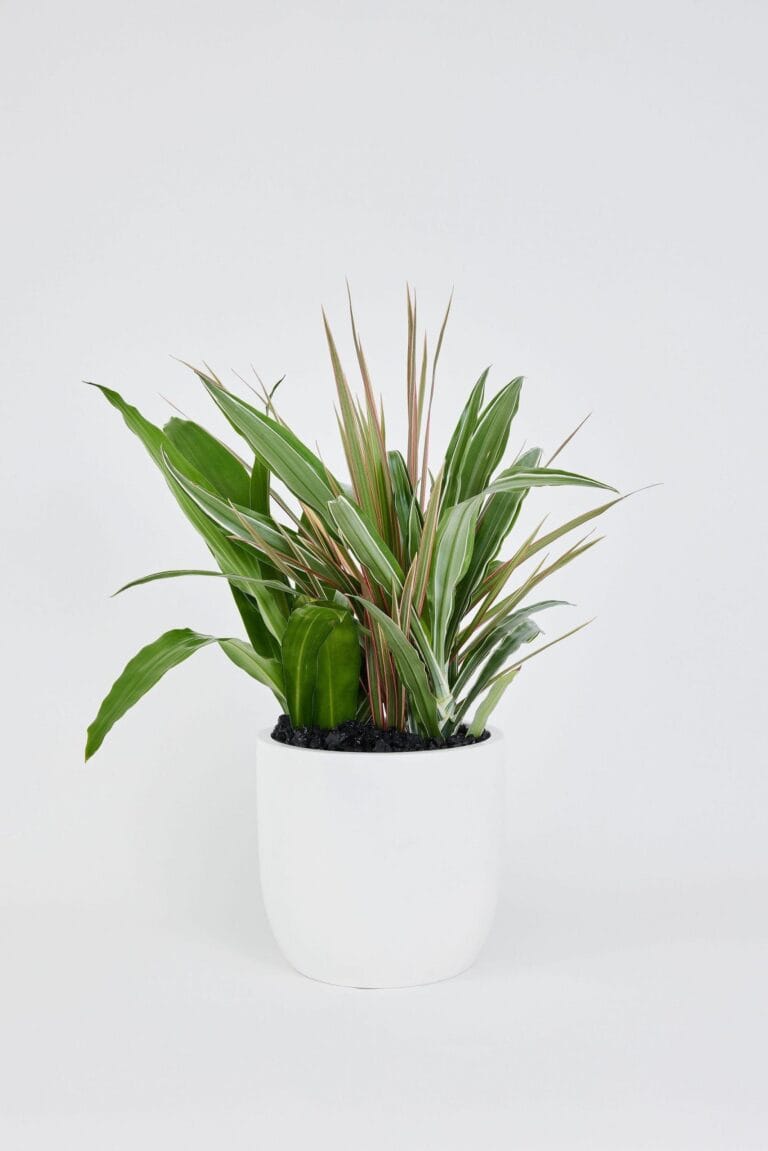 Mixed Foliage - Frenchams