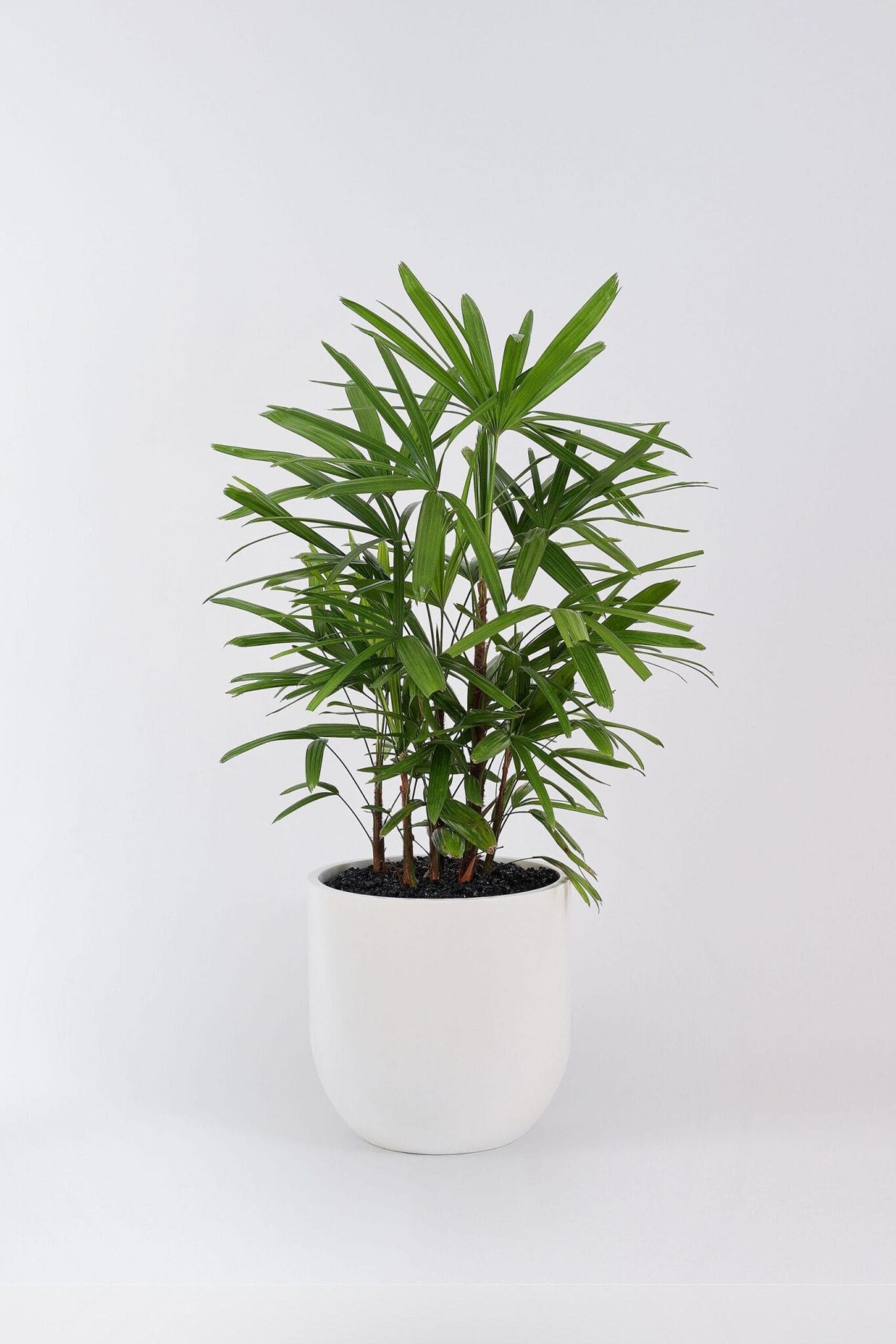 Rhapis excelsa – Lady Palm - Frenchams