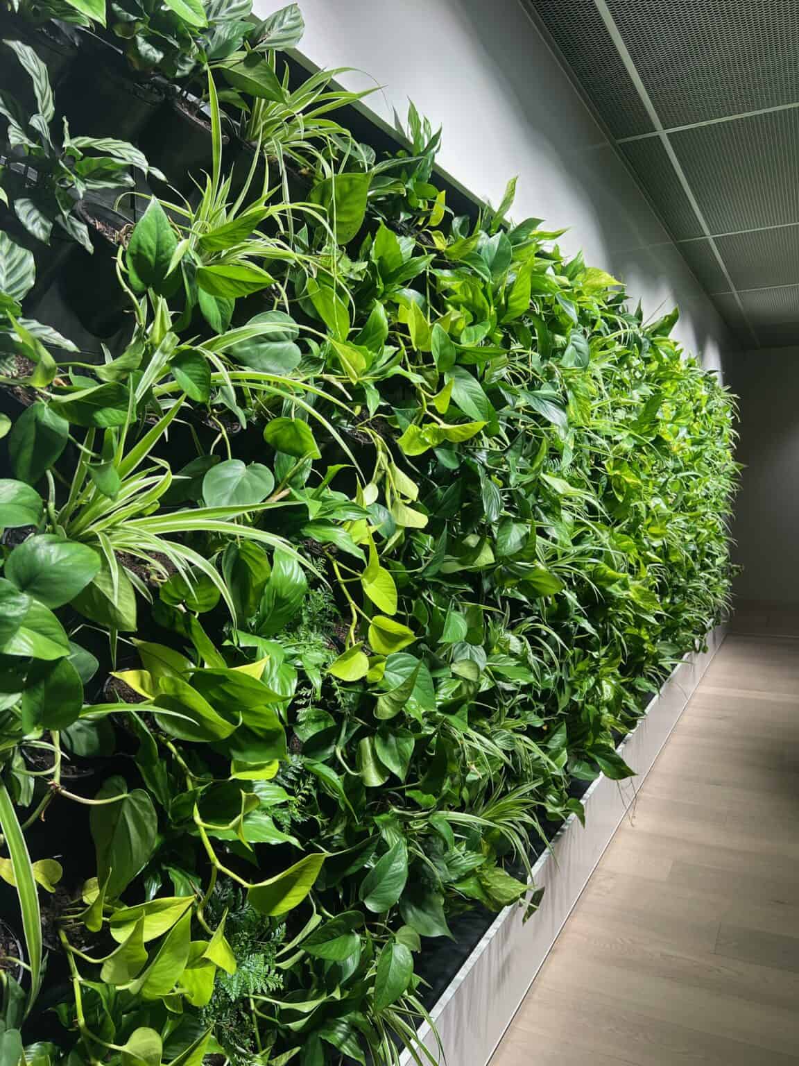 Office Grid Frame Green Wall Systems - Frenchams