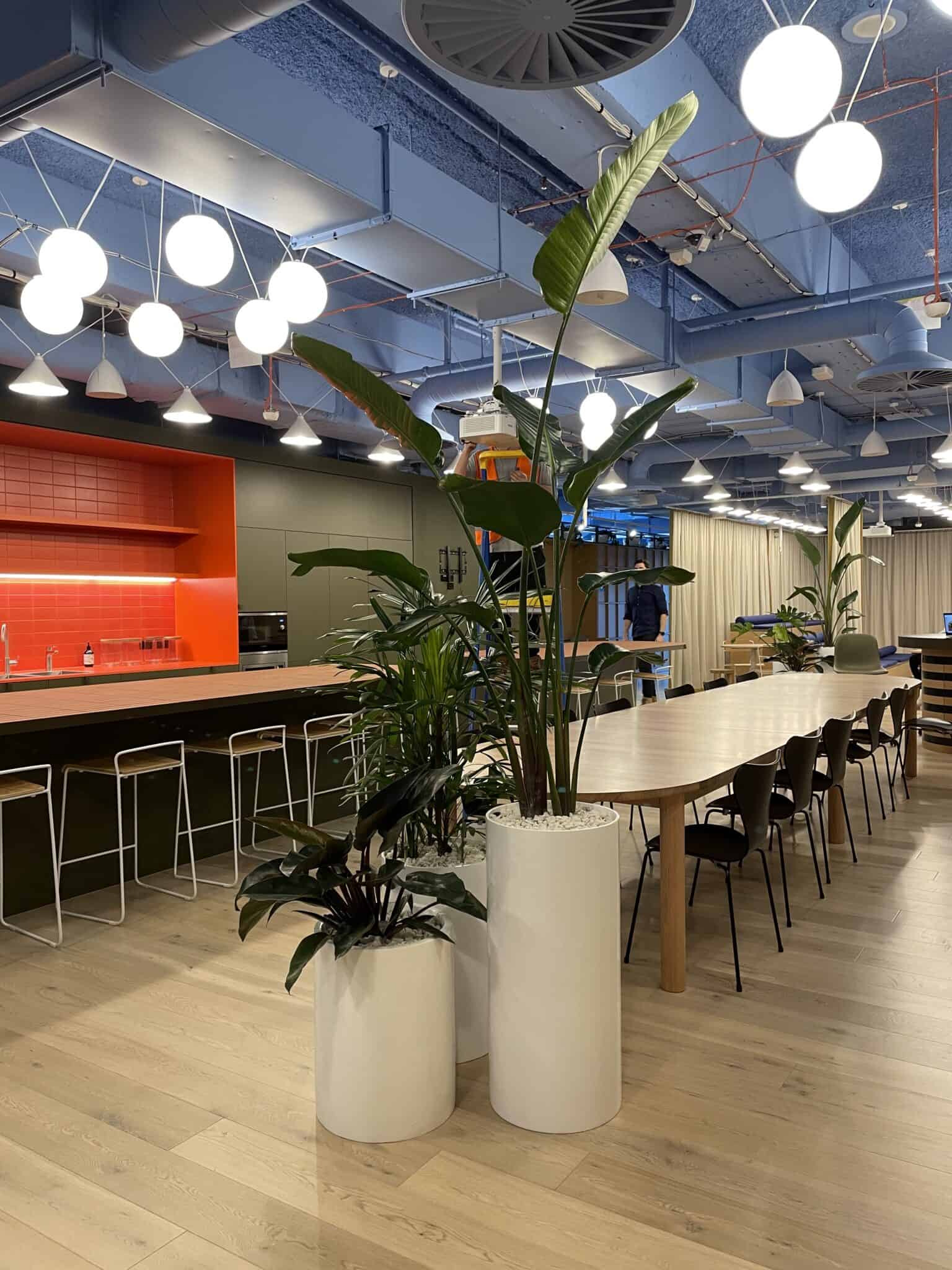 Indoor Plant Hire Brisbane & Gold Coast, QLD | Frenchams