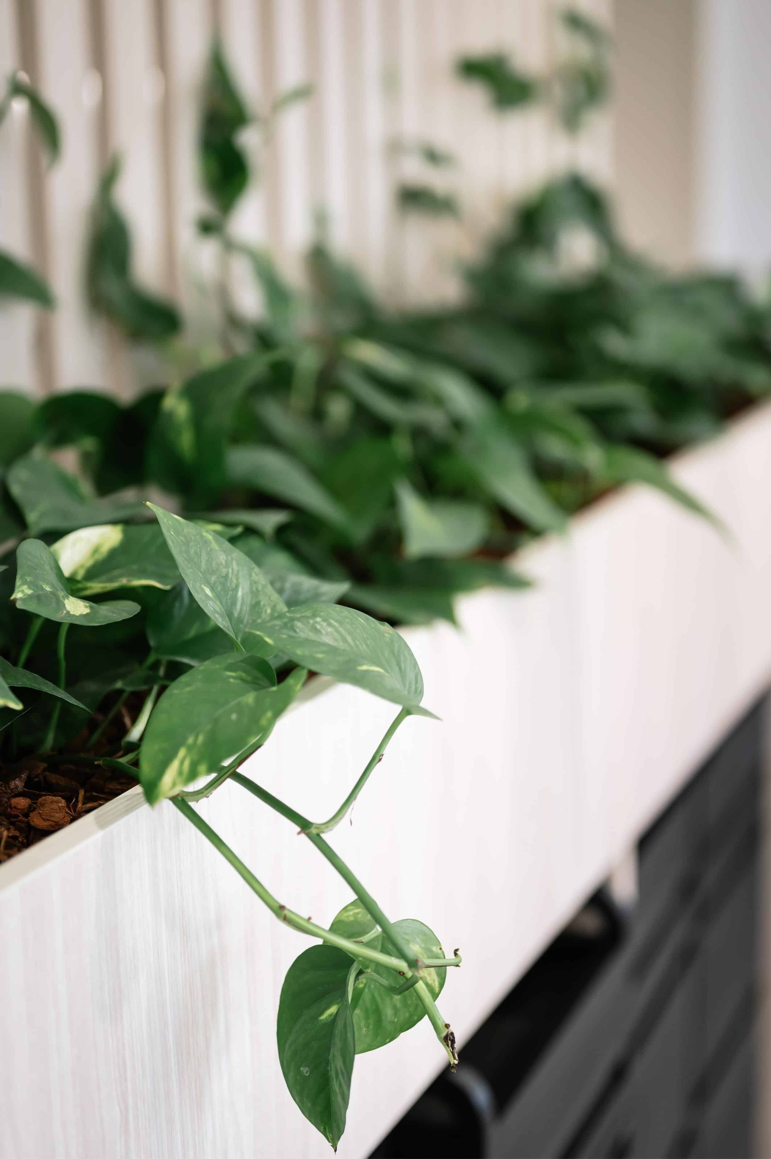 Indoor Plant Hire Melbourne, VIC - Contact Frenchams