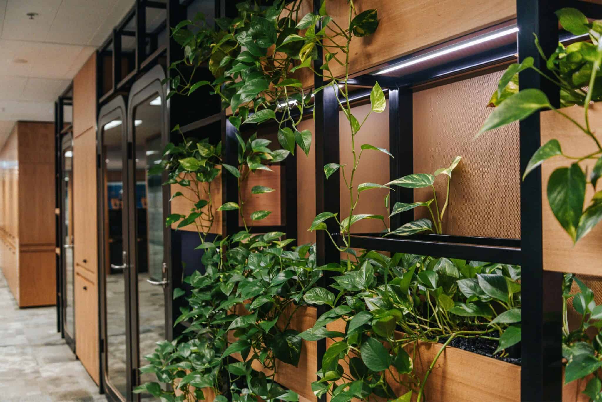 Frenchams - Indoor Plant Hire Sydney, Melbourne, Brisbane & Perth