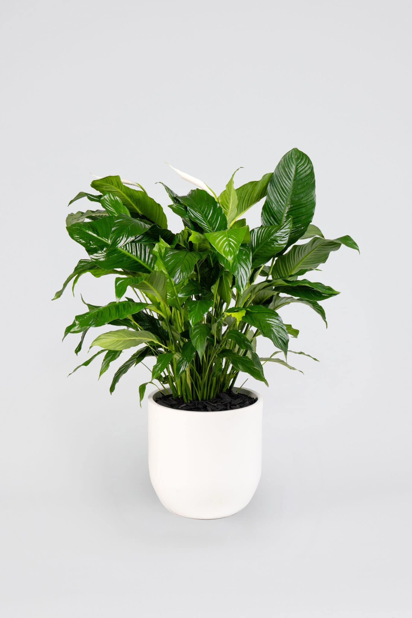 Frenchams - Indoor Plant Hire Sydney, Melbourne, Brisbane & Perth