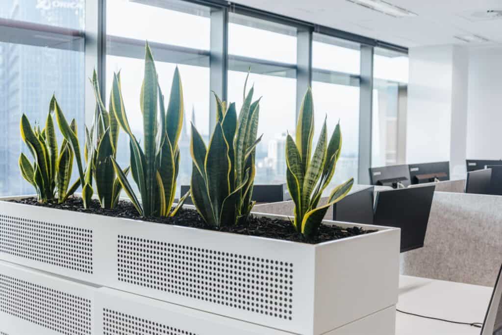 Indoor Plant Hire Brisbane & Gold Coast - Contact Frenchams