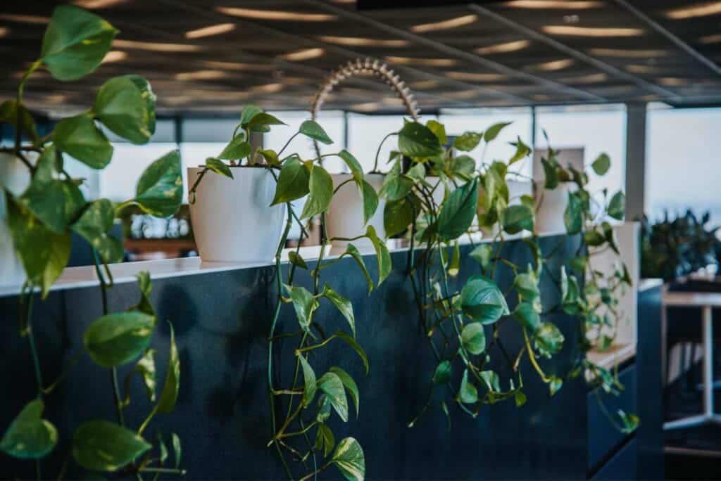 Indoor Office Planters for Hire - Bring Nature Indoors
