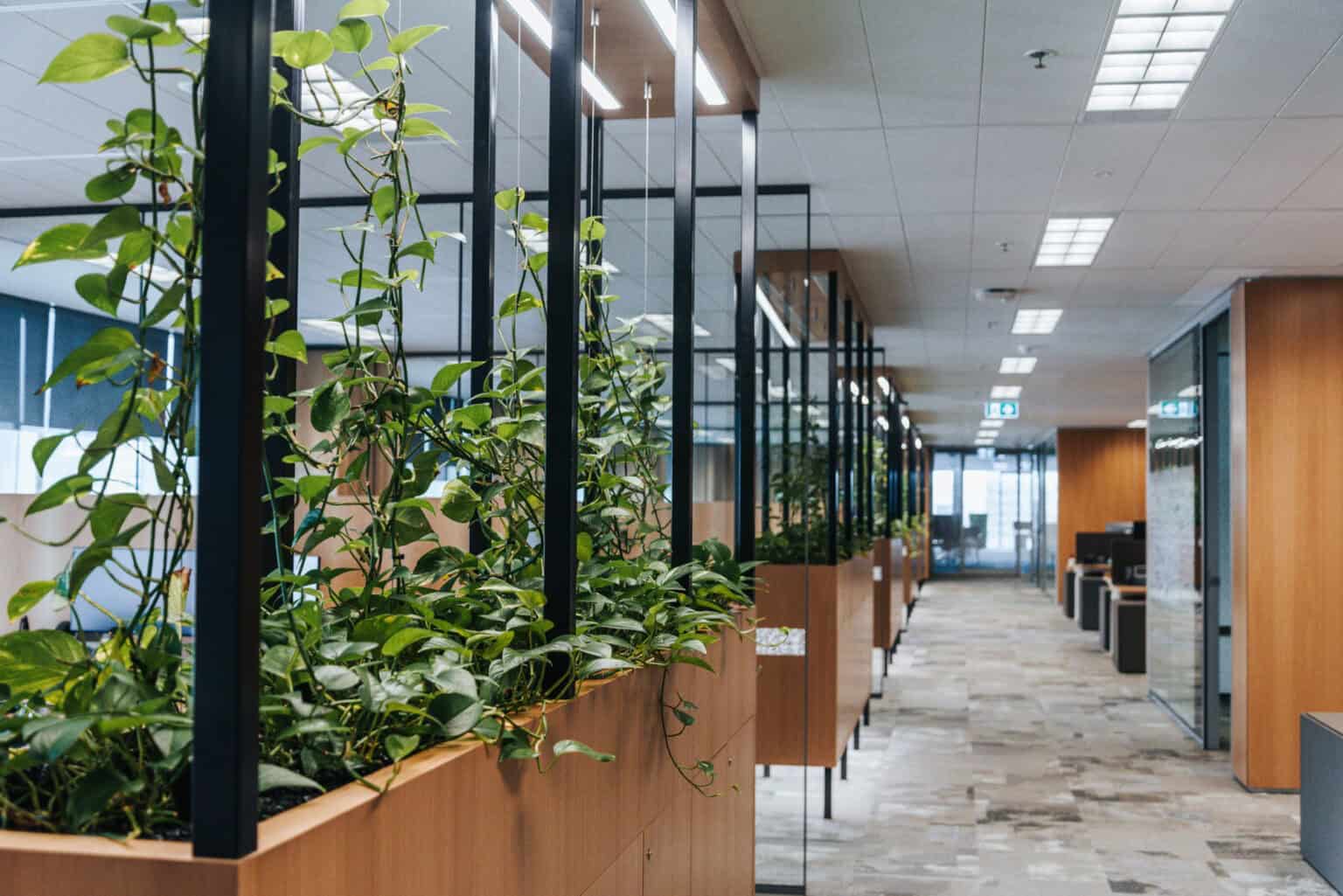 Indoor Plant Hire Perth - Frenchams Western Australia
