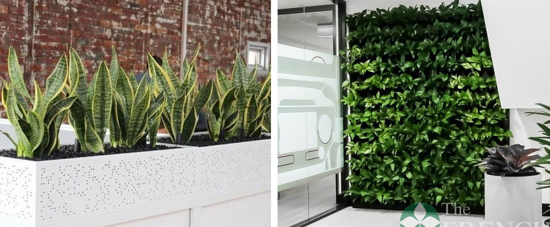 The Science of Indoor Plants - Frenchams